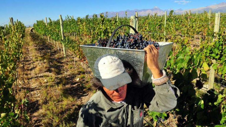 cosecha-de-uvas : Prensa Gobierno de Mendoza