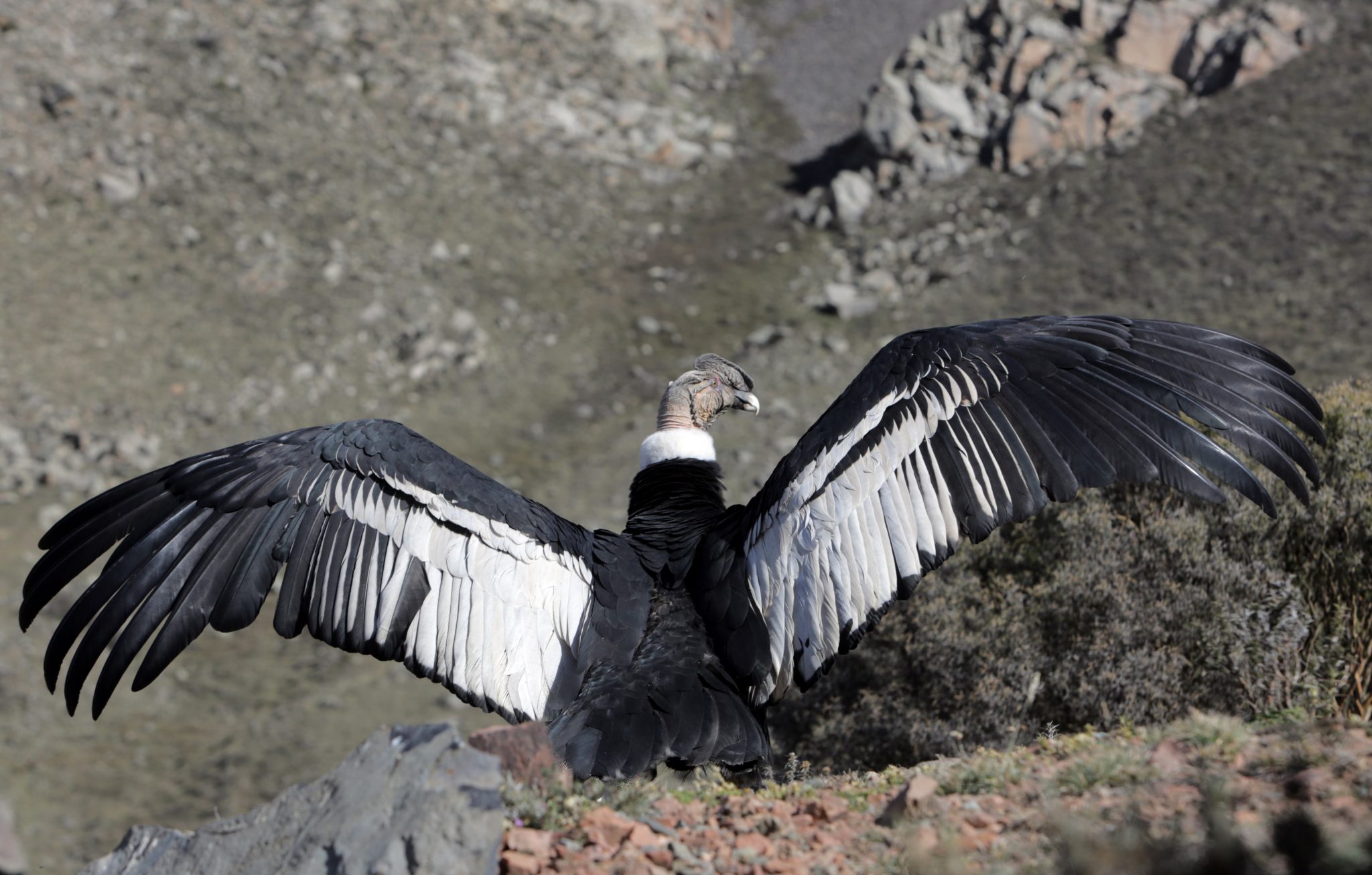 Huarpe, el cóndor andino que recuperó la libertad en el Parque ...