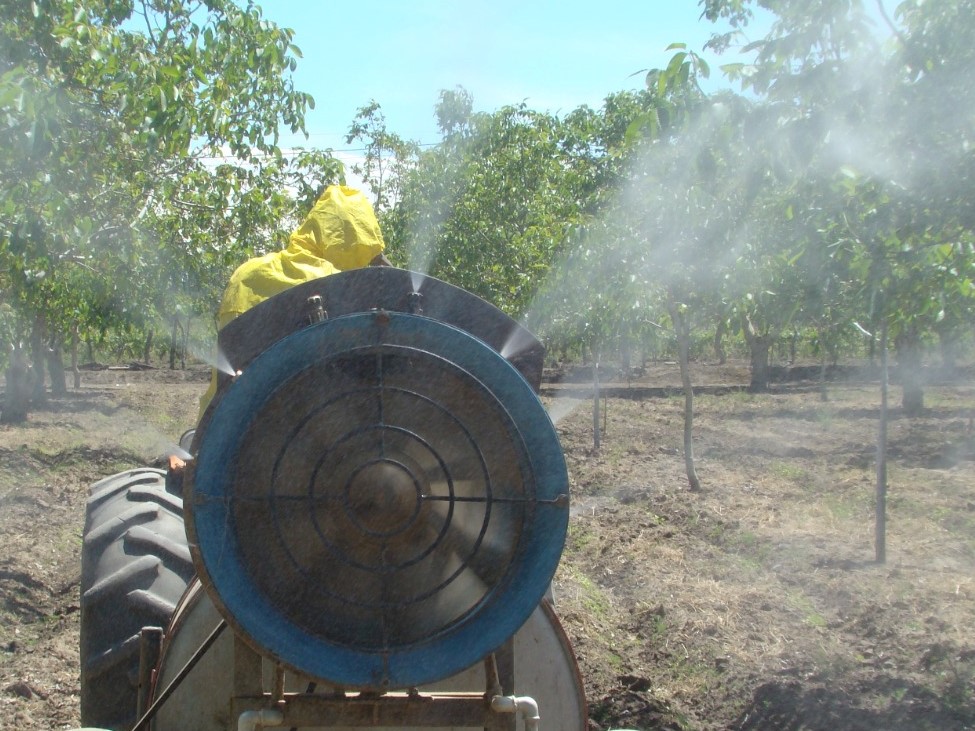 Polilla de la vid: segunda etapa de entrega de insecticidas para ...