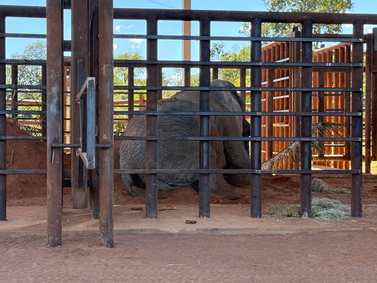 La elefanta Kenya llegó al santuario de Brasil y ya disfruta de su ...