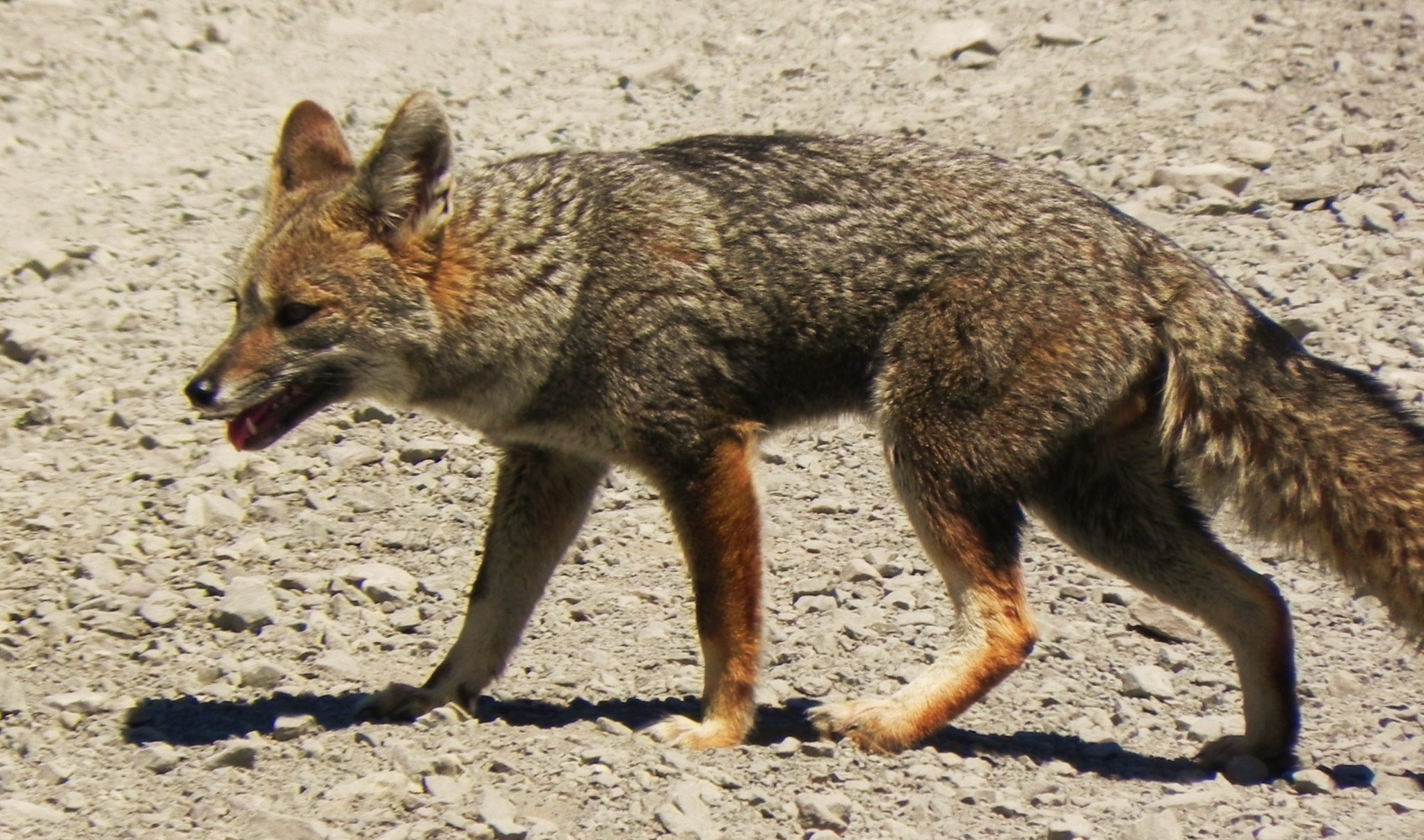 Fauna : Biodiversidad y Ecoparque